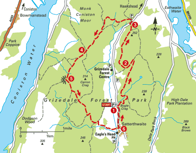 Grizedale Forest Park and Satterthwaite - Bike Rides - The AA