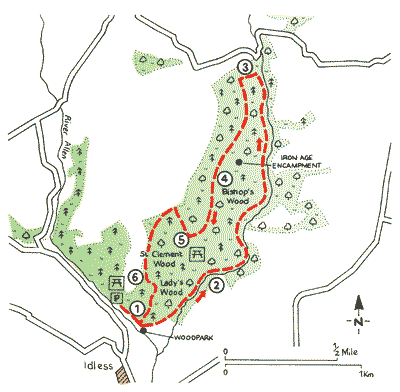 A Walk Through the Bishop's Wood - Walks - The AA