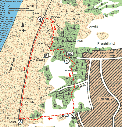 Squirrels and Sand at Formby Point - Walks - The AA